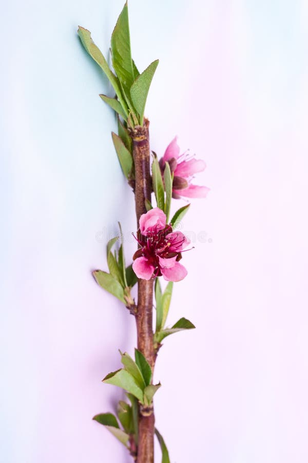 Pink Peach Tree Blossoms stock photo. Image of beautiful - 5264256