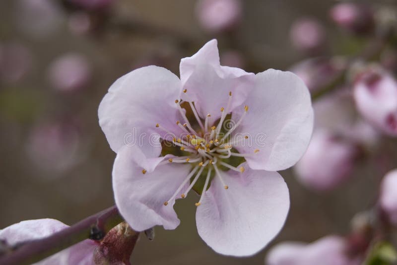 A peach tree bloom stock image. Image of greenery, harvest - 143459947