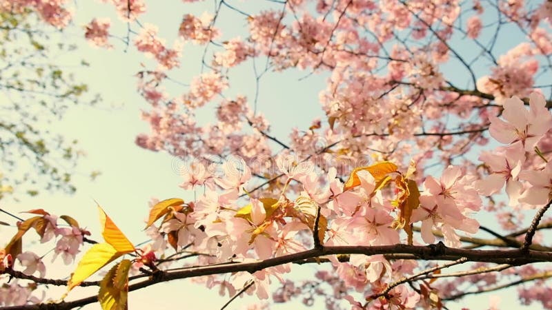 Peach Tree Blooming with Sunrays Shimmering Rays of the Sunset in the ...