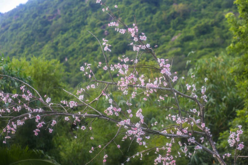 Peach Tree Blooms in the Forest Stock Photo - Image of concept ...