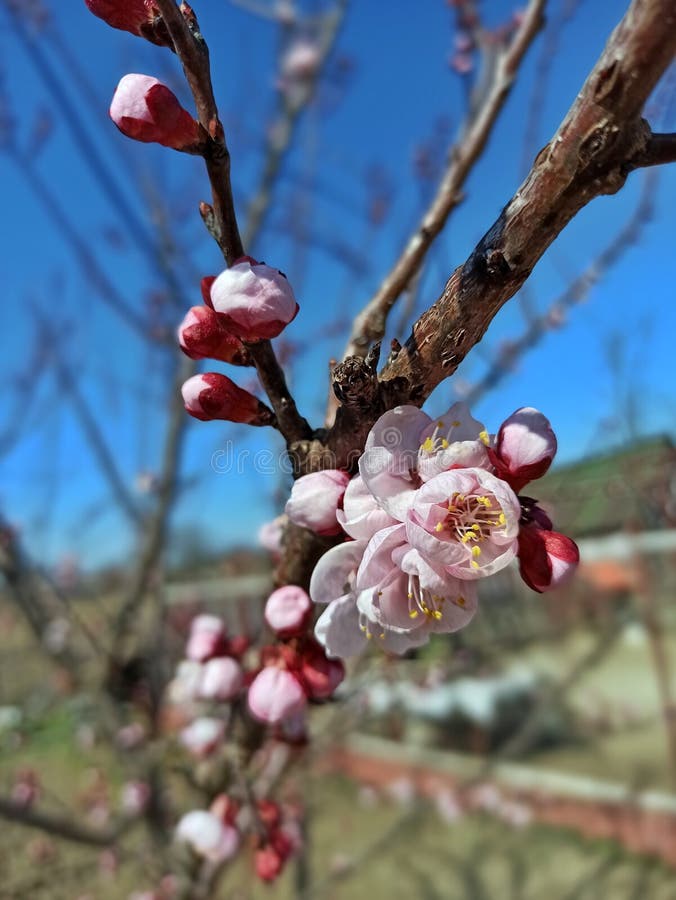 Peach tree blossom stock photo. Image of petal, natural - 177013334