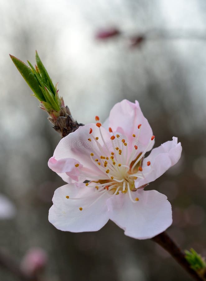 Peach Tree Blossom Blooming in the Garden Stock Photo - Image of petal ...