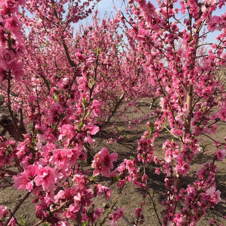 Peach tree blossom stock image. Image of tree, upper - 52471749
