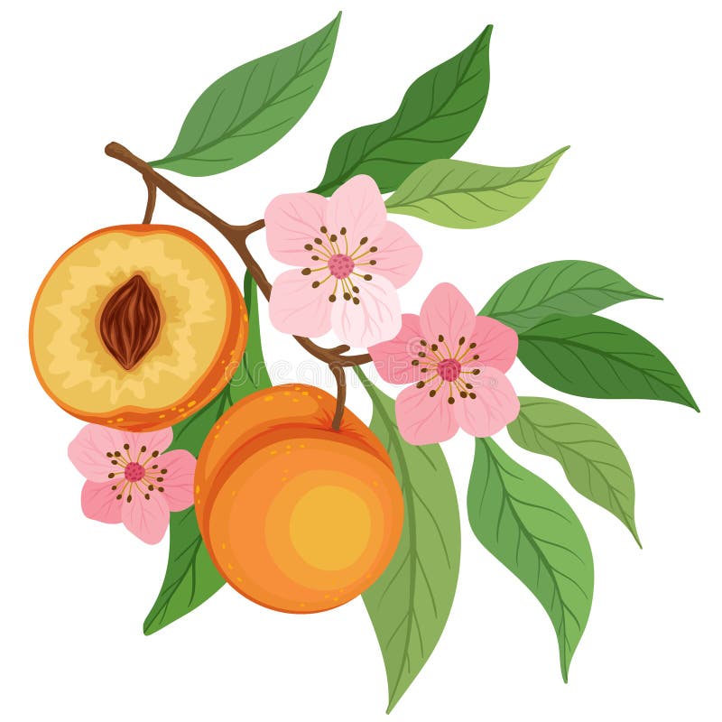 Peach Tree Branch with Peach, Flowers and Leaves Stock Illustration ...