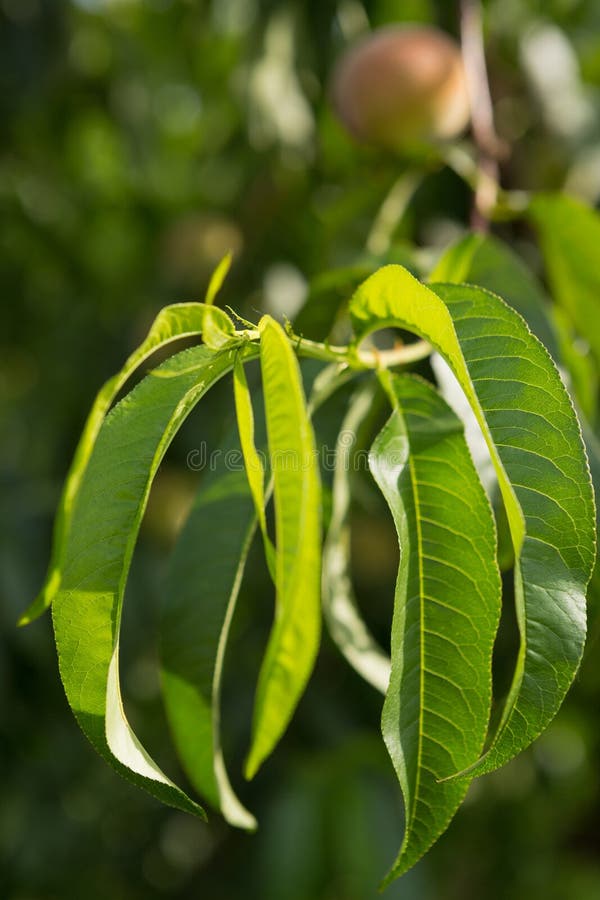 Peach Tree Branch with Green Leaves, Peach Fruit in the Background ...