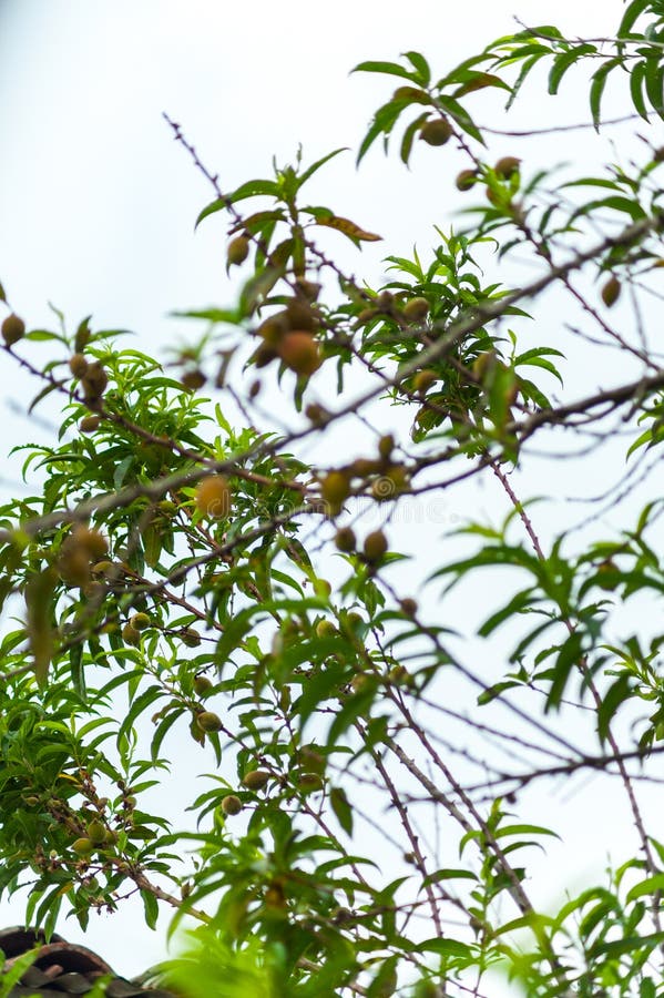 Peach tree branches stock photo. Image of fruit, tree - 258229796