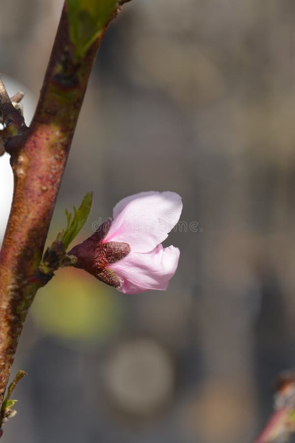 Peach tree Cresthaven stock photo. Image of pink, peach - 246511536