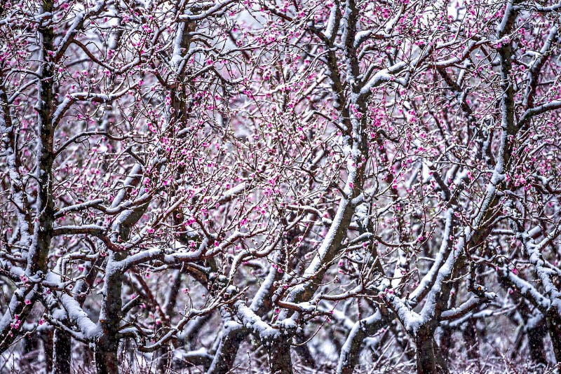 Peach Tree Farm during Spring Snow with Blossoms Stock Photo - Image of ...
