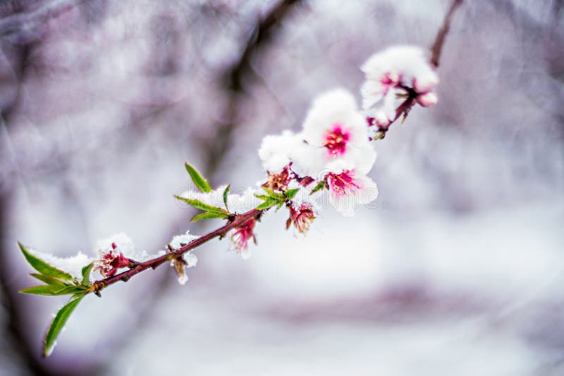 Snow Blossoms after a Spring Thundersnow. Stock Image - Image of ...