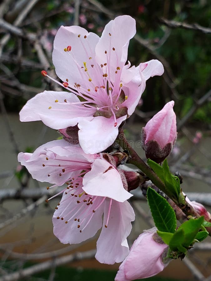 Peach Tree Flower Pink Blossom Stock Image - Image of tree, peach ...