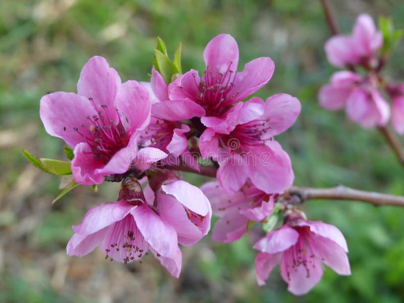 Peach Tree Flower in the Sun of March Stock Image - Image of tree ...