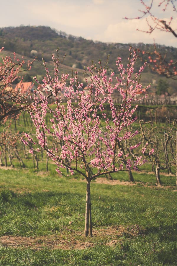 Peach tree stock photo. Image of blossom, wachau, vineyard - 90002364