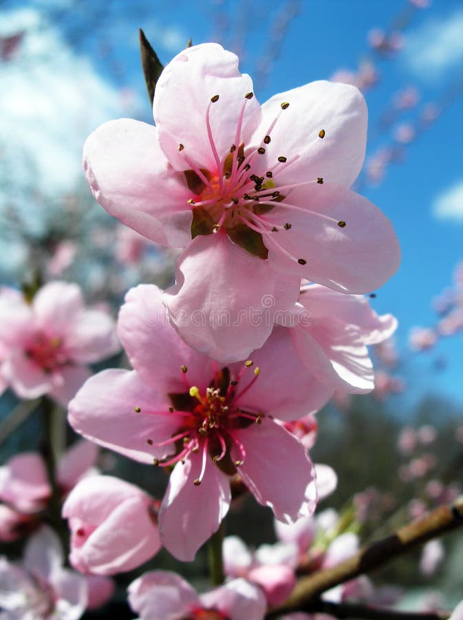 Peach blossom stock image. Image of peachblossom, warm - 42571471