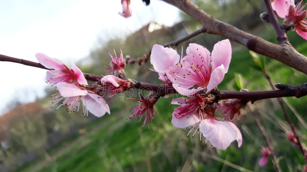 Peach tree flowers stock image. Image of tree, rose - 114175483