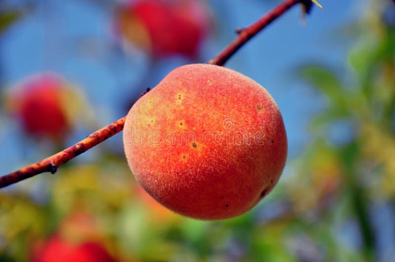 Peach on a tree stock photo. Image of nutritious, grows - 62220462