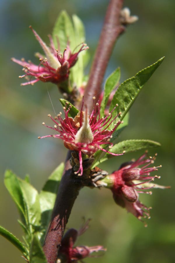 Peach Tree with Fruit Beginning To Form Stock Photo - Image of ...