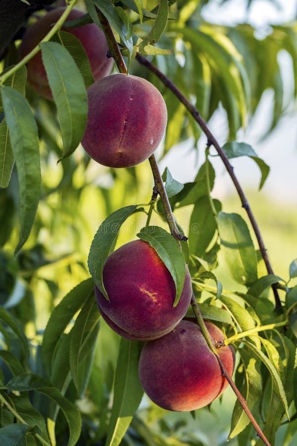 Peach Tree with Fruits Growing in the Garden Stock Photo - Image of ...