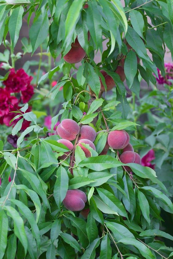 Peach tree stock photo. Image of gardening, tree, crop - 58227726