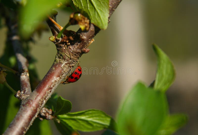 Peach Tree with Lady Bug Shallow DOF Stock Photo - Image of ladybug ...