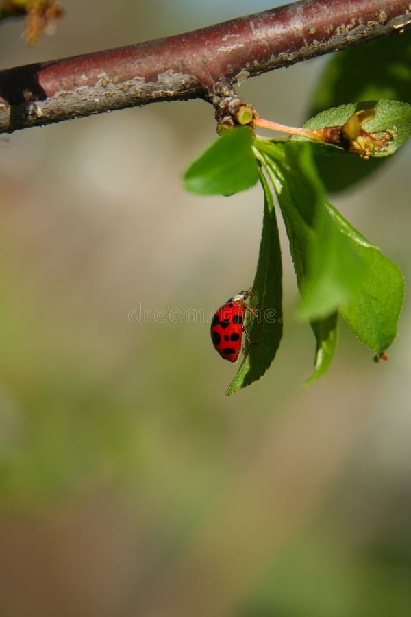 Peach Tree with Lady Bug Shallow DOF Stock Image - Image of nature ...
