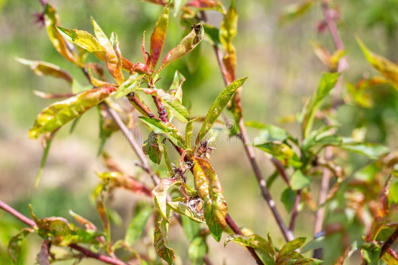 Peach Tree Leaf Curl, Young Leaf Curling. Tree Disease and Methods of ...