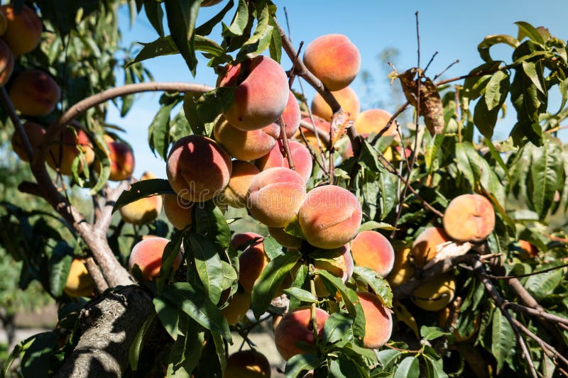 Tree Loaded with Psidium Cattleianum Fruits in the Backyard Stock Image ...