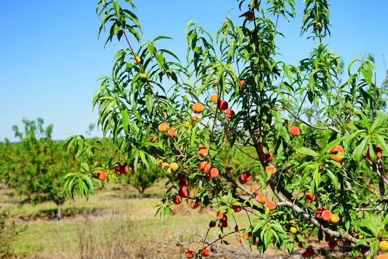 287 Peach Tree Container Stock Photos - Free & Royalty-Free Stock ...