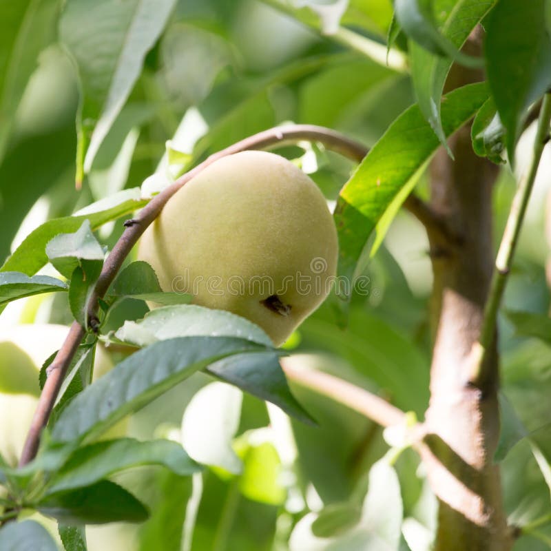 Peach tree stock image. Image of grove, peaches, organic - 100408973