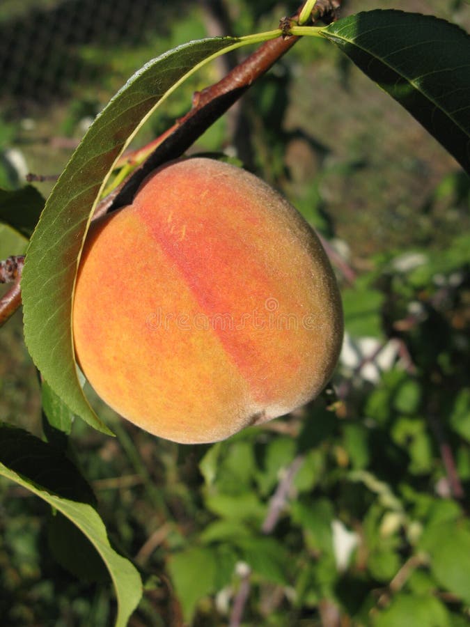 Peach on the tree stock image. Image of shot, harvest - 103014811