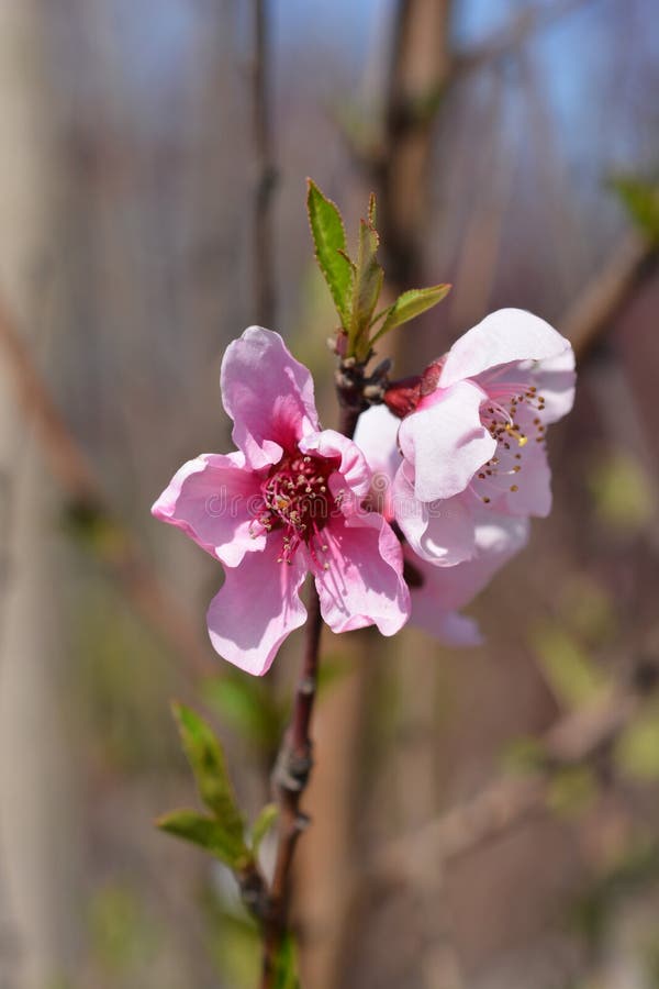 Peach tree stock image. Image of pink, outdoors, prunus - 210868239