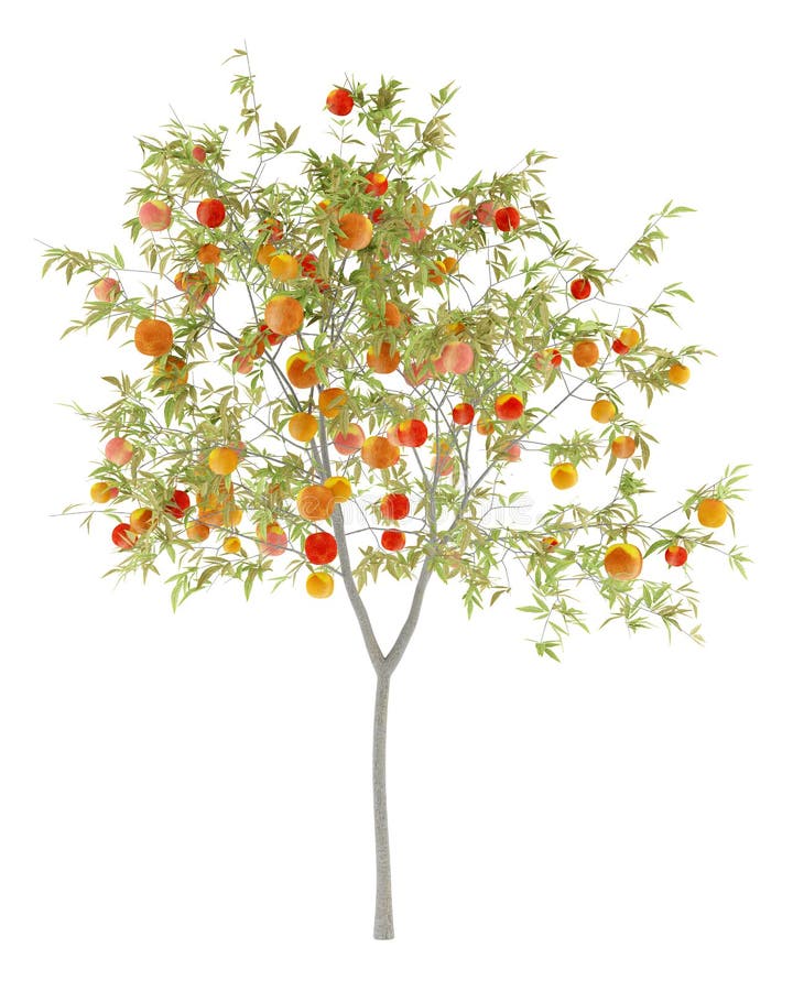 Peach tree stock vector. Illustration of cartoon, peach - 15188559