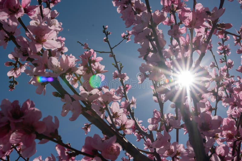 Peach Tree with Pink Flowers and a Blue Sky. the Sun is Shining on the ...