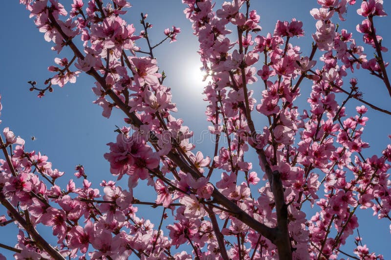 Peach Tree with Pink Flowers and a Blue Sky. the Sun is Shining on the ...