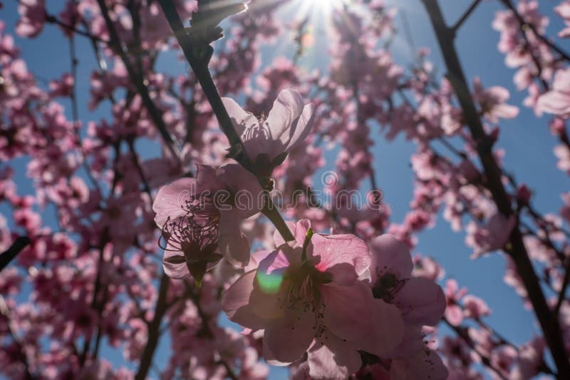 Peach Tree with Pink Flowers and a Blue Sky. the Sun is Shining on the ...