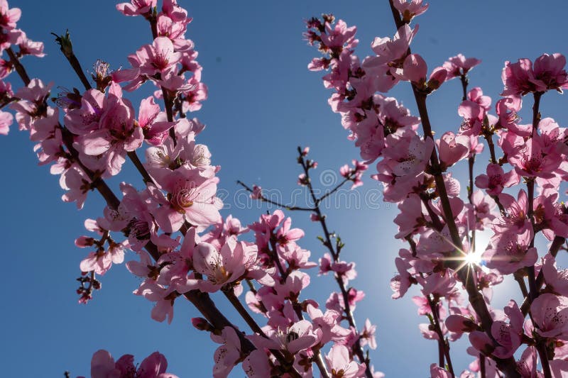 Peach Tree with Pink Flowers and a Blue Sky. the Sun is Shining on the ...