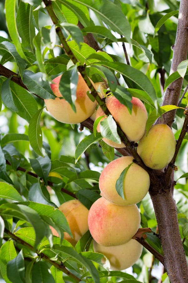Peach Tree stock image. Image of fruit, local, harvest - 58543309