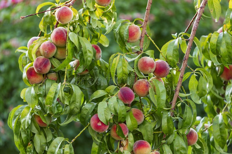 Peach Tree with Ripe Peaches in Orchard Stock Photo - Image of orchard ...