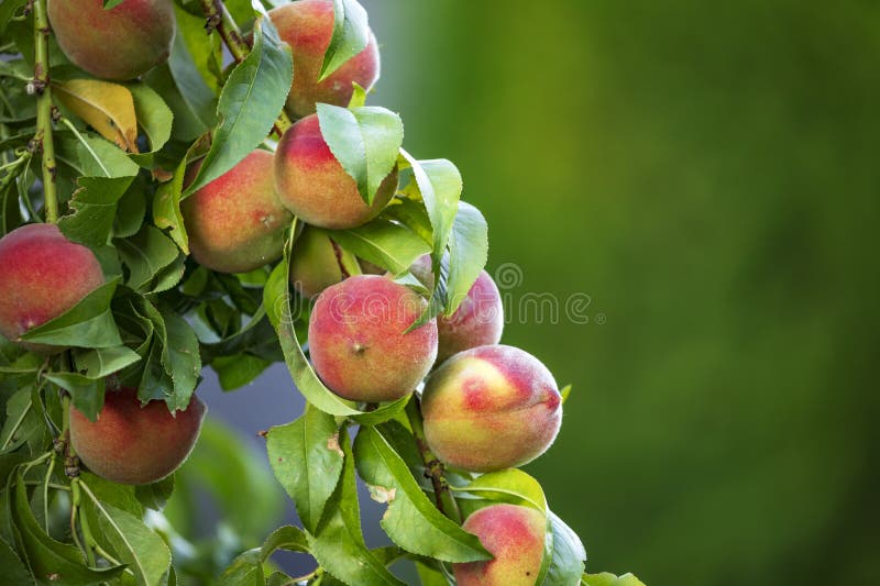 Peach Tree with Ripe Peaches in Orchard Stock Image - Image of sweet ...
