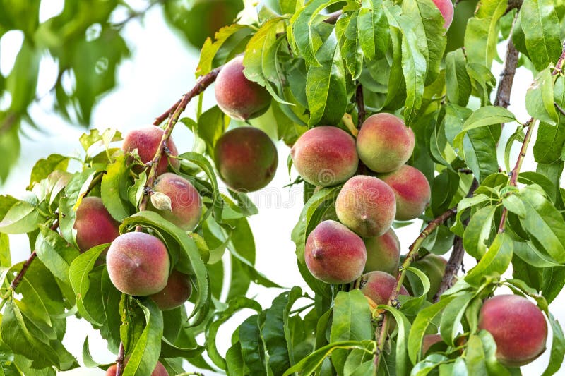 Peach Tree with Ripe Peaches in Orchard Stock Photo - Image of crop ...