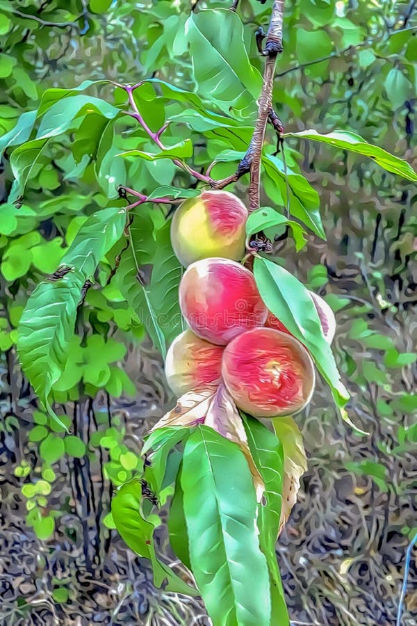Peach Tree and Ripe Peaches Stock Illustration - Illustration of ...