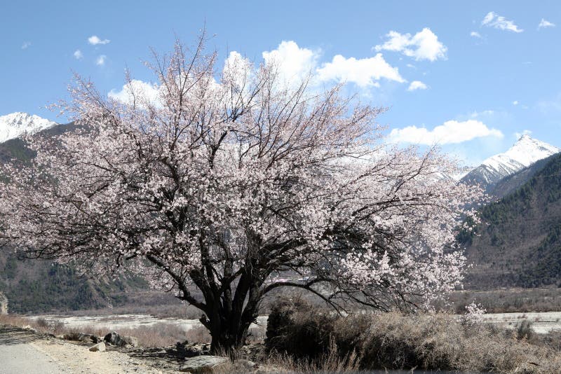 Peach Tree and Snow Mountain Stock Photo - Image of nature, chinese ...