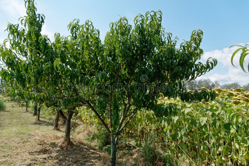 Peach Tree in Summer . Tuscany, Italy Stock Image - Image of summer ...