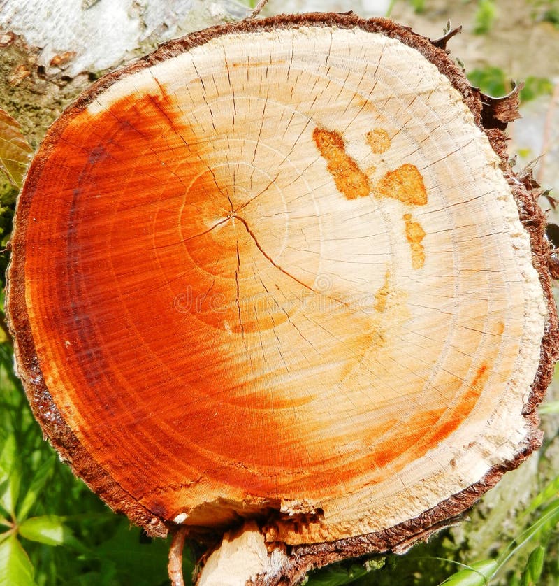 Young Tree Growing from Stump, Hope, Rebirth,new Life Concept Stock ...