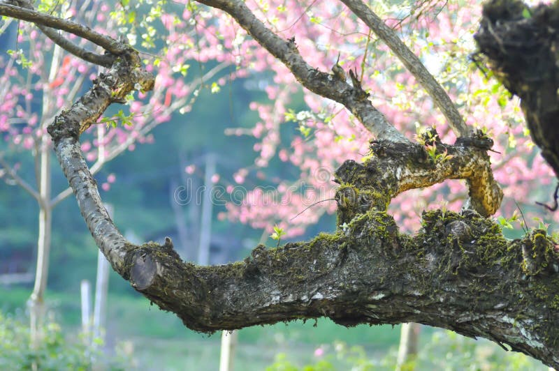 Peach tree or peach trunk stock image. Image of stalk - 113291063