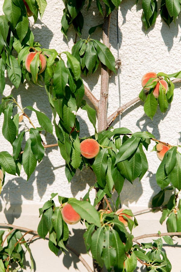 Peach Tree Wall Mediterranean Building Ripe Harvest Stock Photo - Image ...