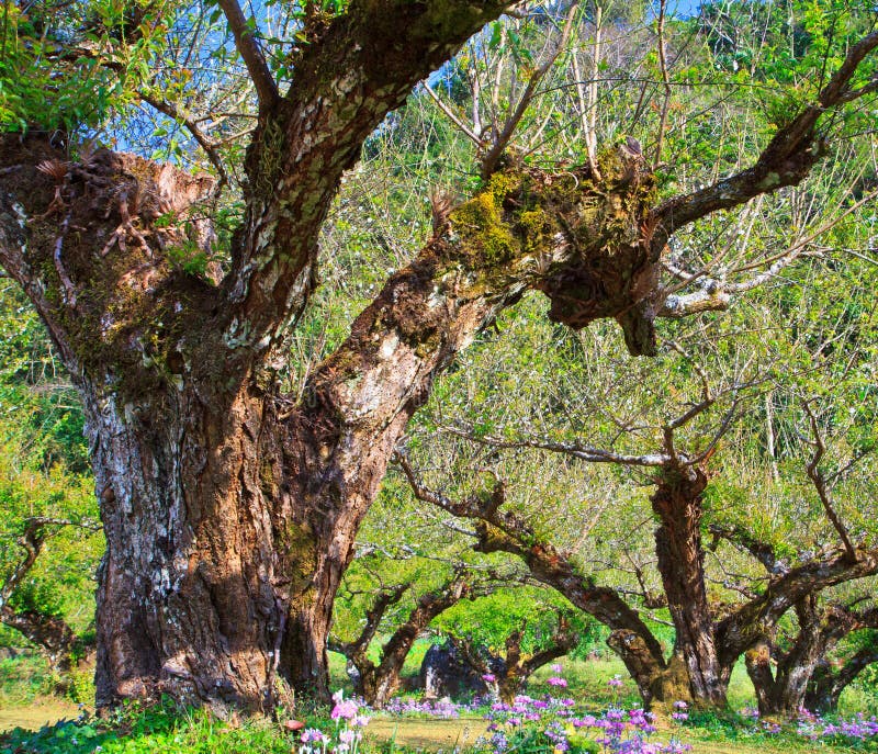 Peach trees stock photo. Image of beautiful, green, colorful - 35105206