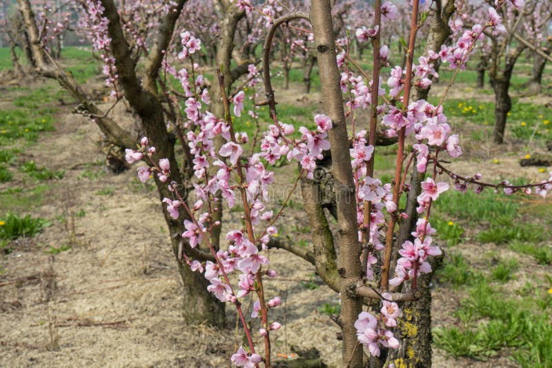 Peach flowers in spring stock image. Image of beautiful - 117179149