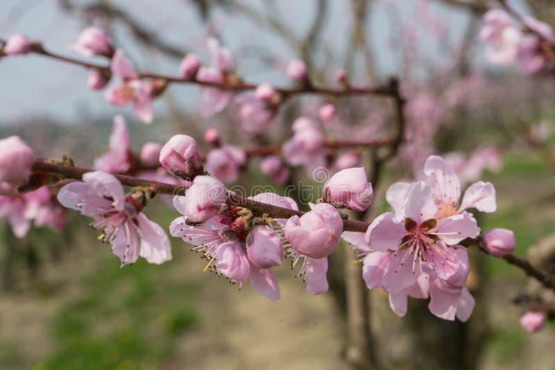Peach flowers in spring stock image. Image of flower - 118569665