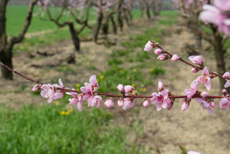 Peach flowers in spring stock image. Image of garden - 118569785