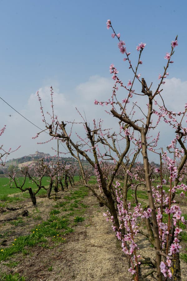 Peach flowers in spring stock image. Image of beautiful - 118569825